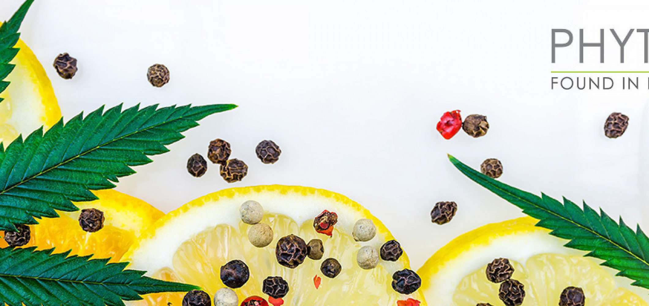 What are Terpenes, Chlorophyll and Flavonoïds?